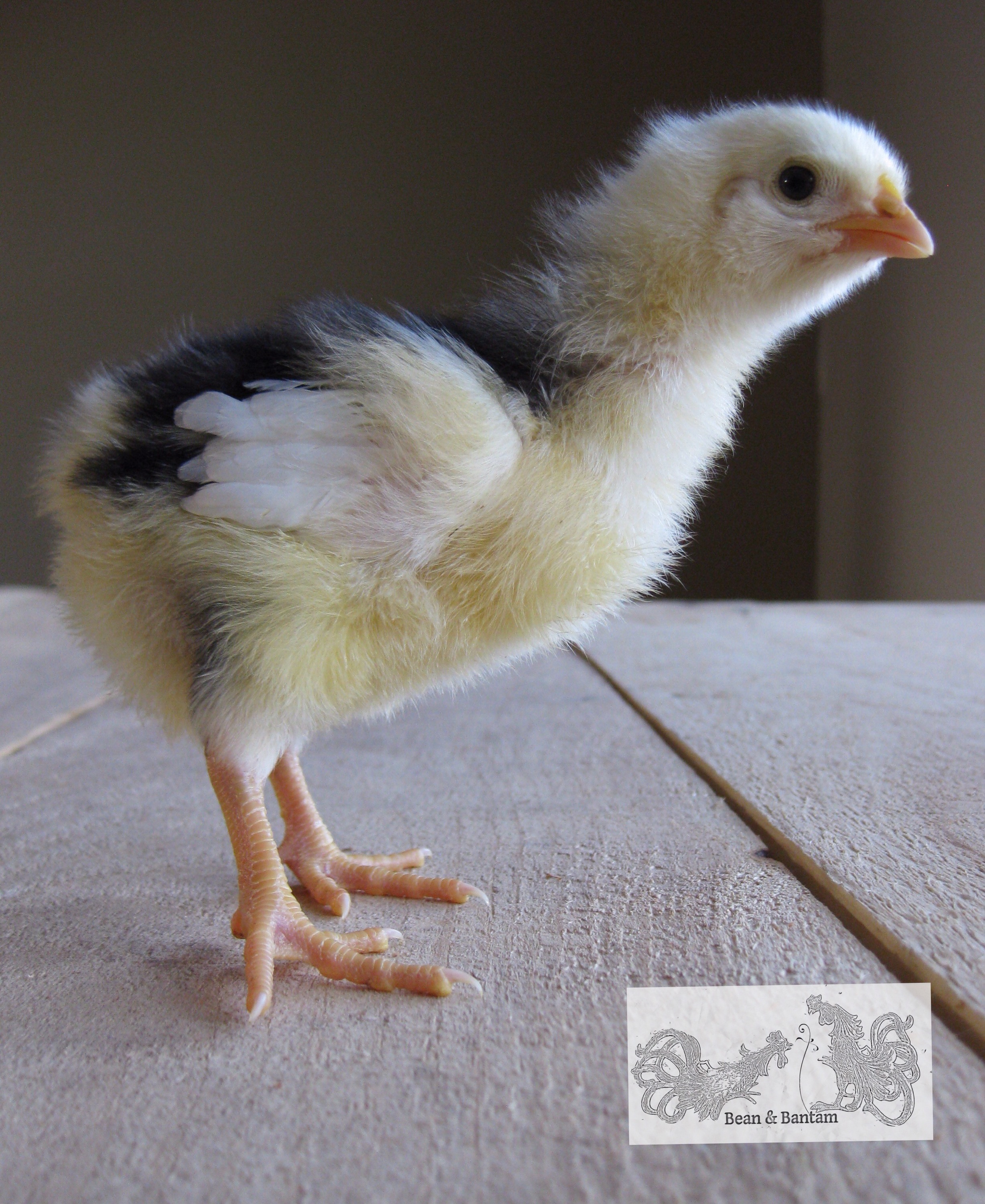 Ancona Chicks – BEAN & BANTAM