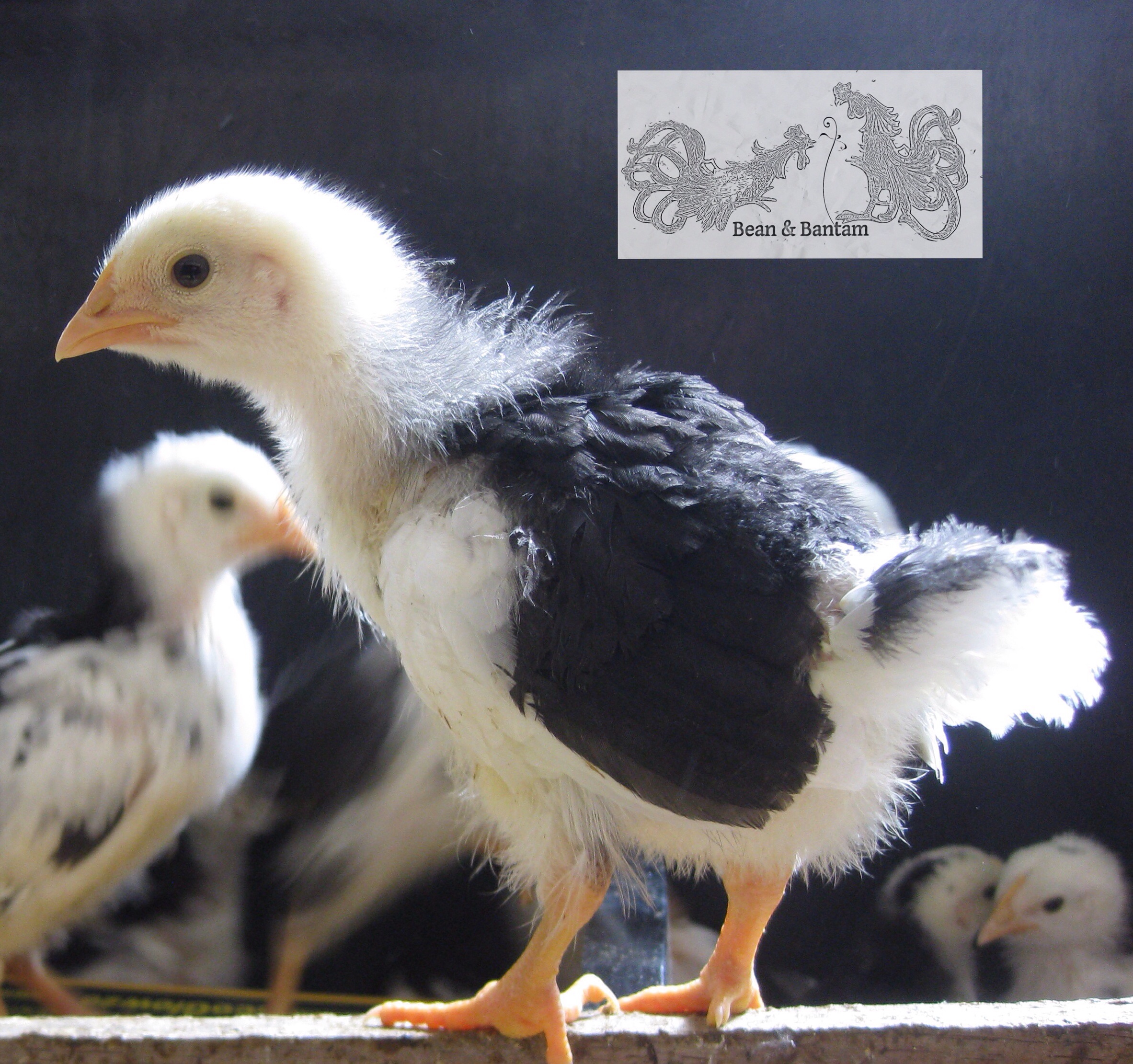 25 Singing Chickens – BEAN & BANTAM