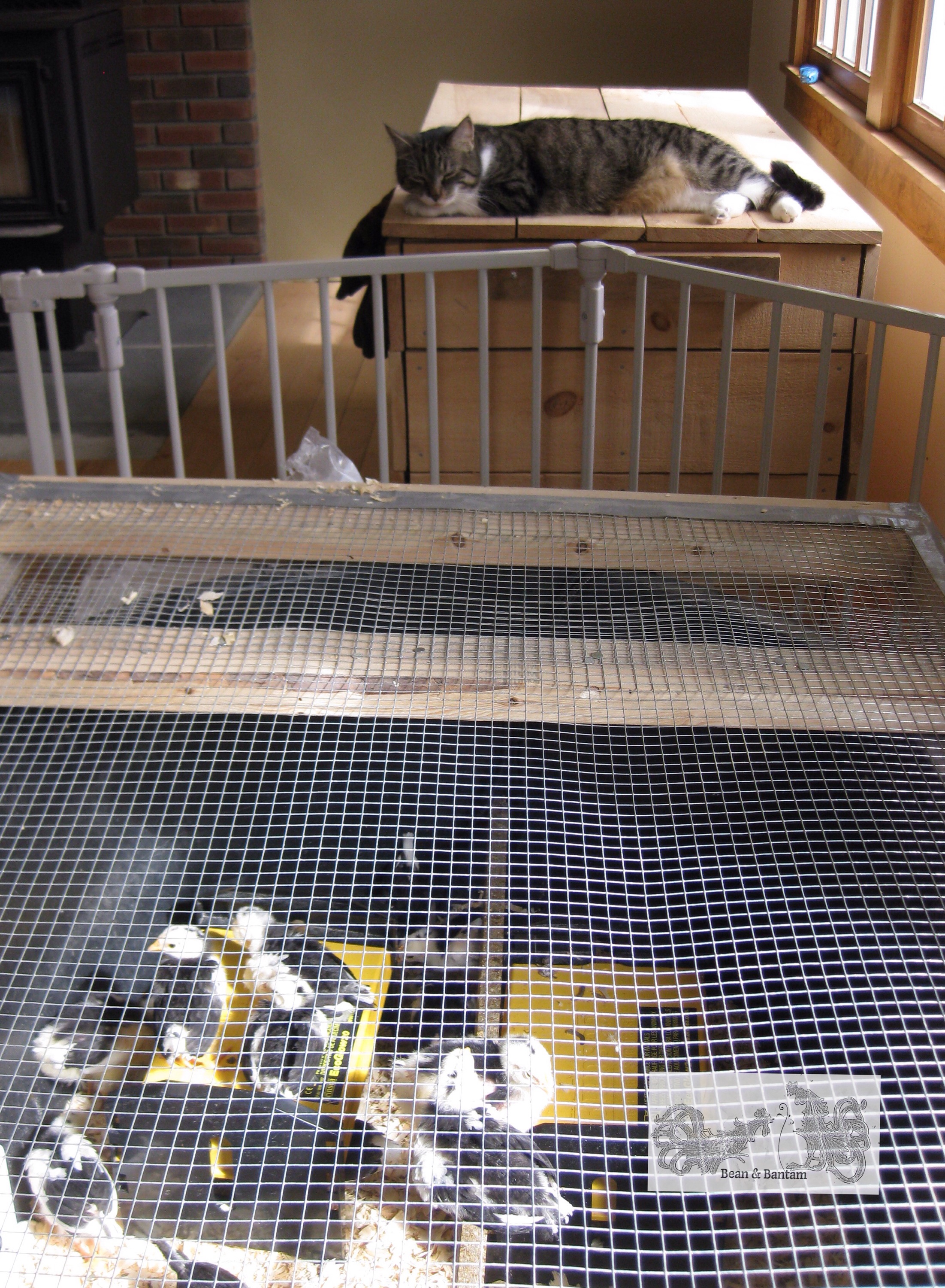 25 Singing Chickens – BEAN & BANTAM