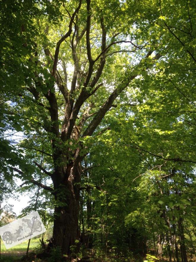 June: Gardening and Pumpkins – BEAN & BANTAM