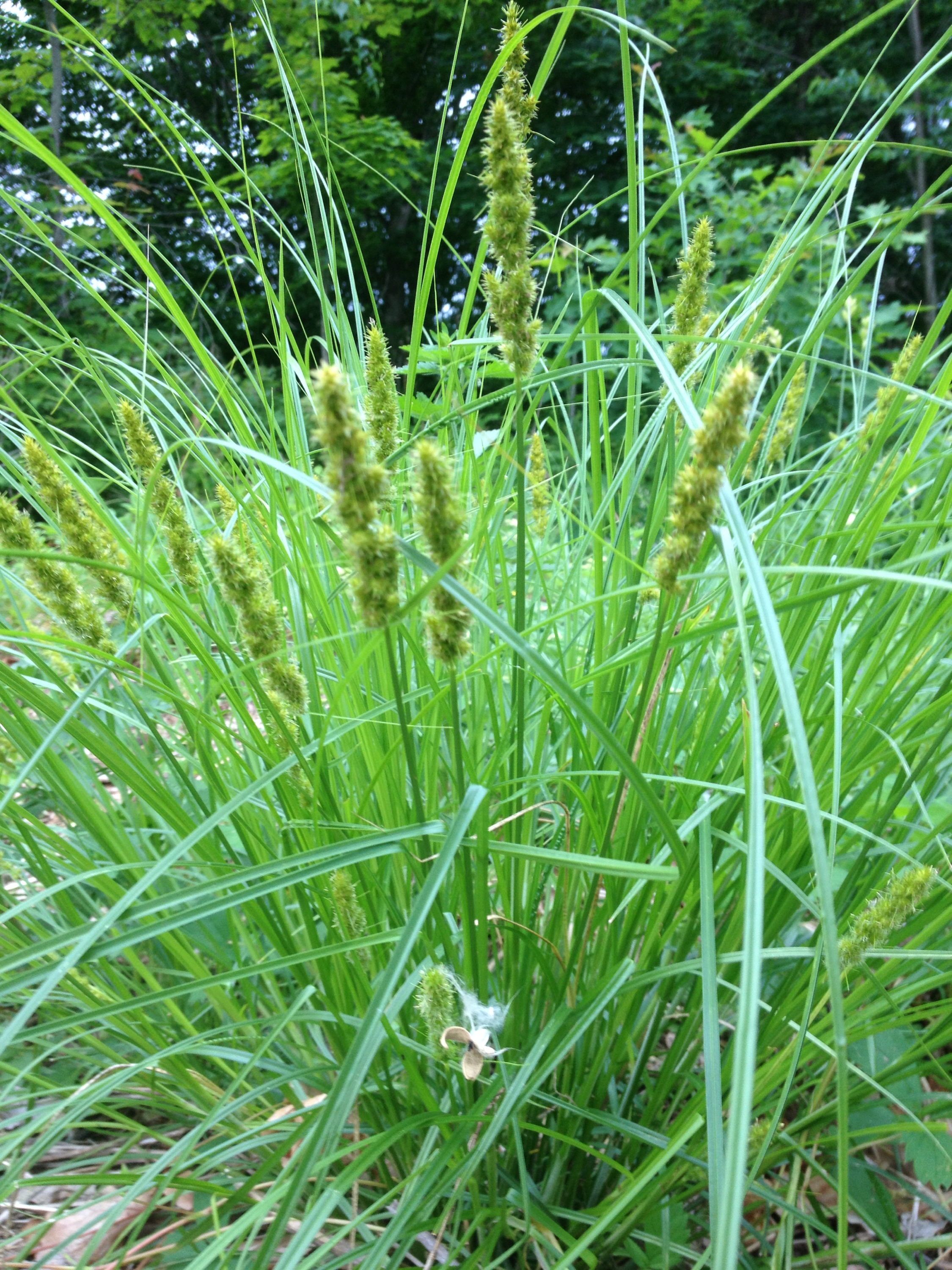 Creating a Natural Wild Pollinator Garden (or How I became a Weed Queen ...
