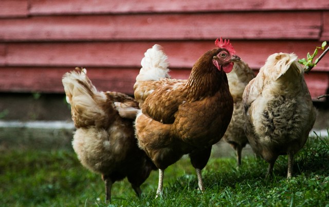 Handsome Brook Farm: Setting the Standard – BEAN & BANTAM