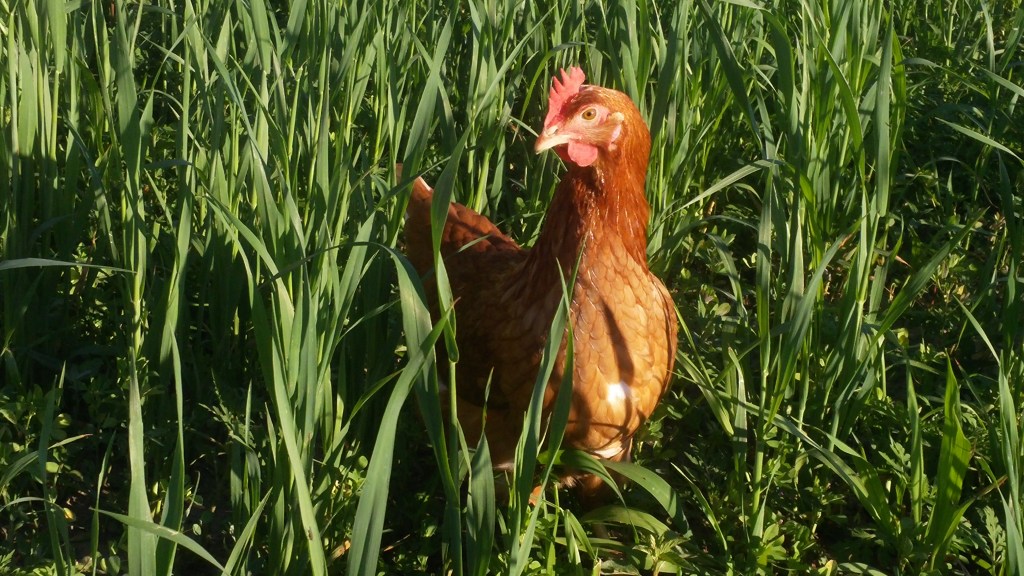 Handsome Brook Farm: Setting the Standard – BEAN & BANTAM